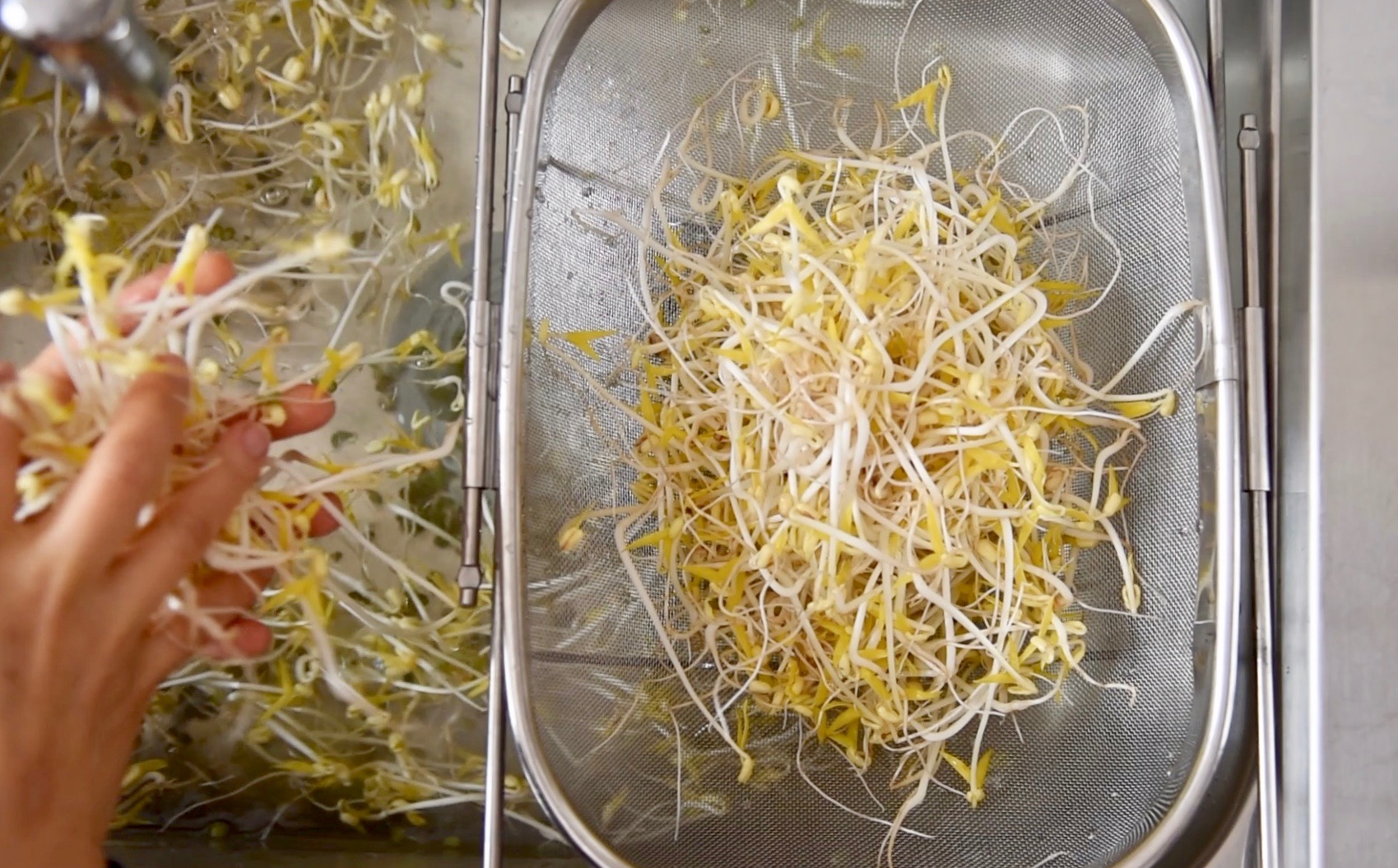 Mung Bean Sprouts - Gourmet Vegetarian Kitchen